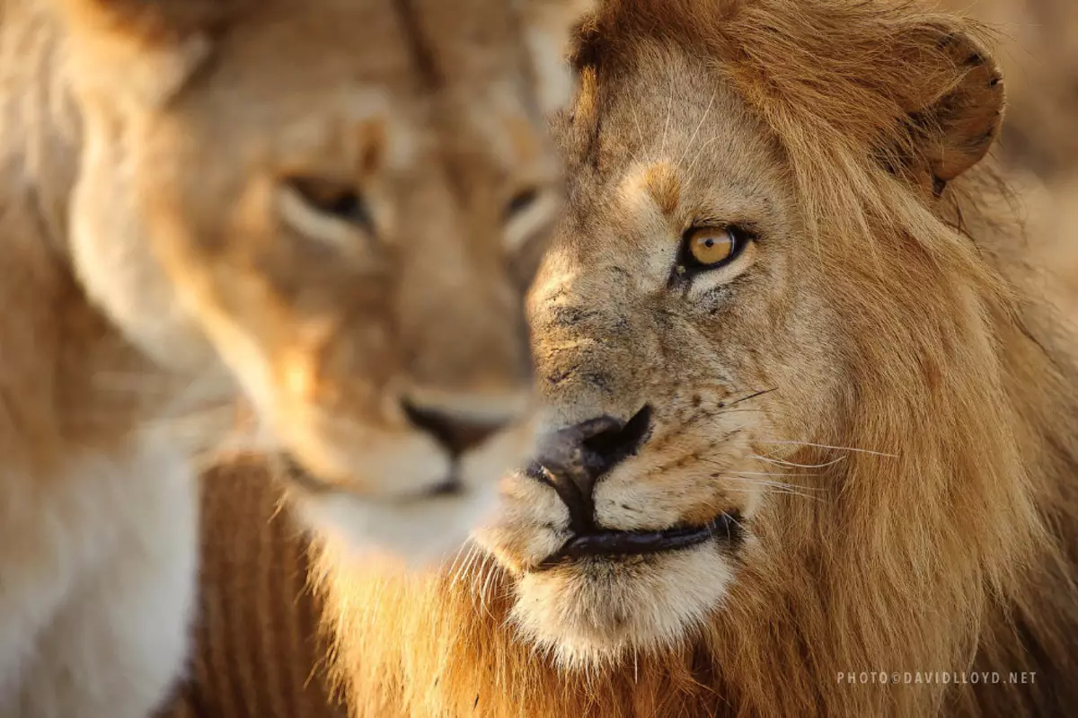 Naturaleza única de África a través de los ojos del fotógrafo británico. 10013_11