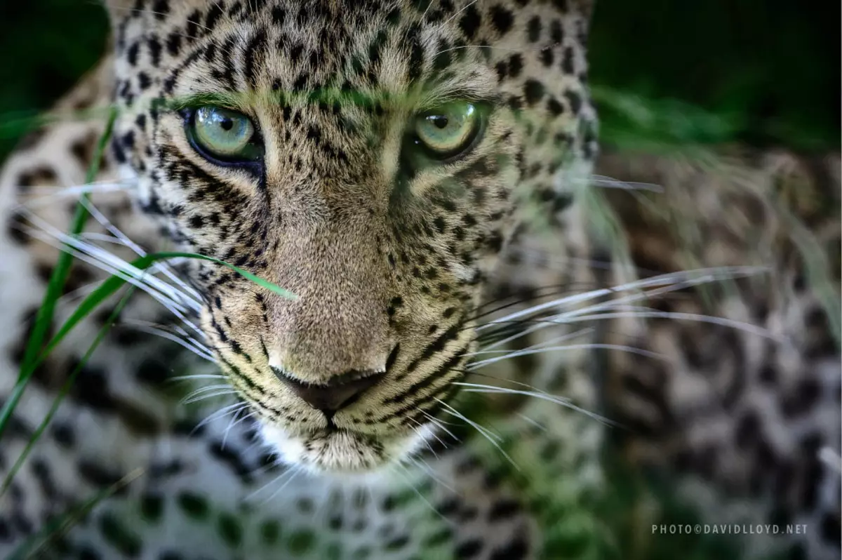 Naturaleza única de África a través de los ojos del fotógrafo británico. 10013_13