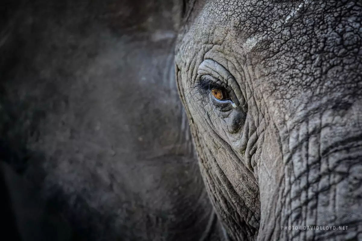 Naturaleza única de África a través de los ojos del fotógrafo británico. 10013_14