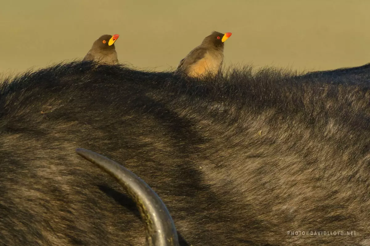 Naturaleza única de África a través de los ojos del fotógrafo británico. 10013_17