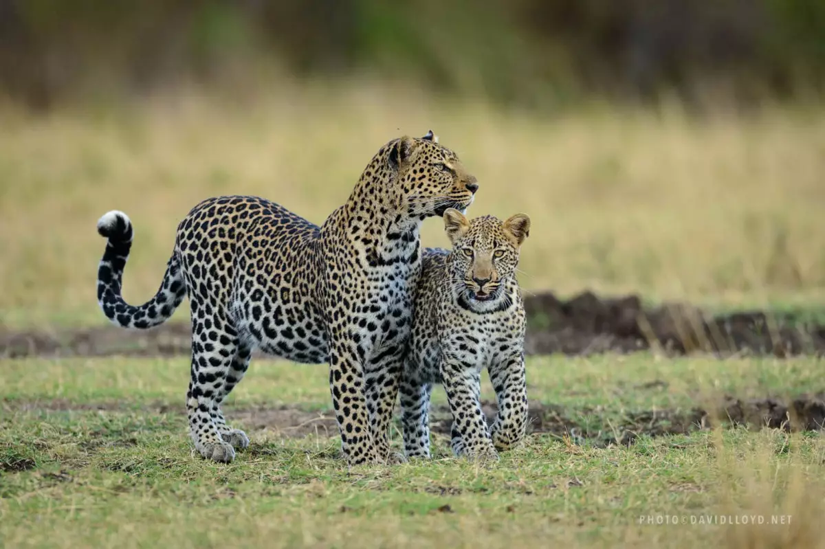 Naturaleza única de África a través de los ojos del fotógrafo británico. 10013_3