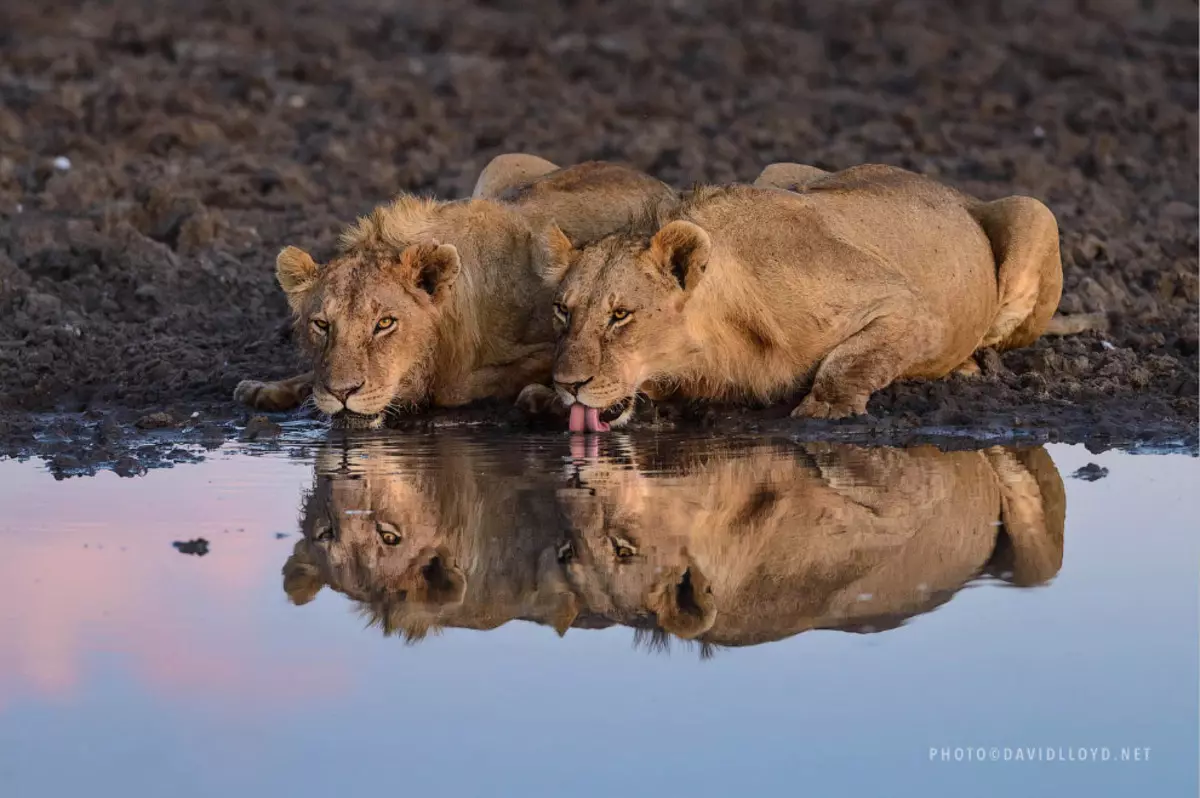 Naturaleza única de África a través de los ojos del fotógrafo británico. 10013_5