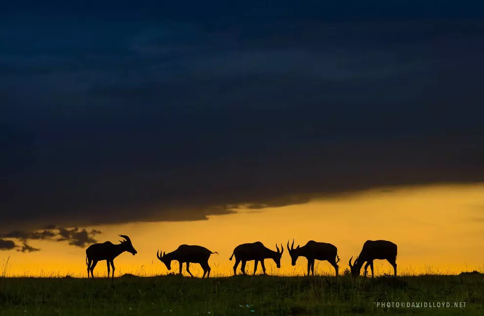 Naturaleza única de África a través de los ojos del fotógrafo británico. 10013_9