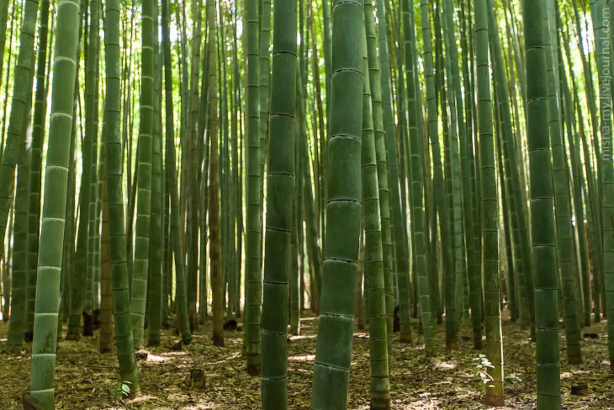 Kyoto. Rừng Tre và Khỉ Công viên 10016_1