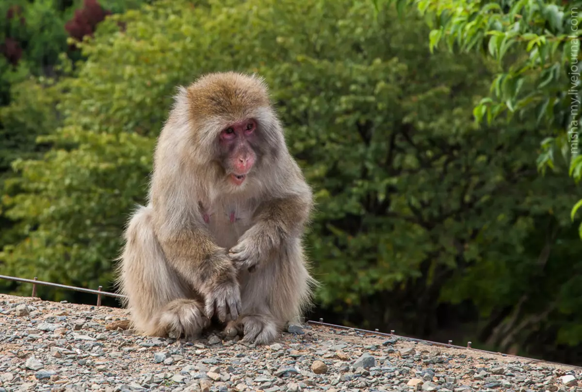 Kyoto. Rừng Tre và Khỉ Công viên 10016_16