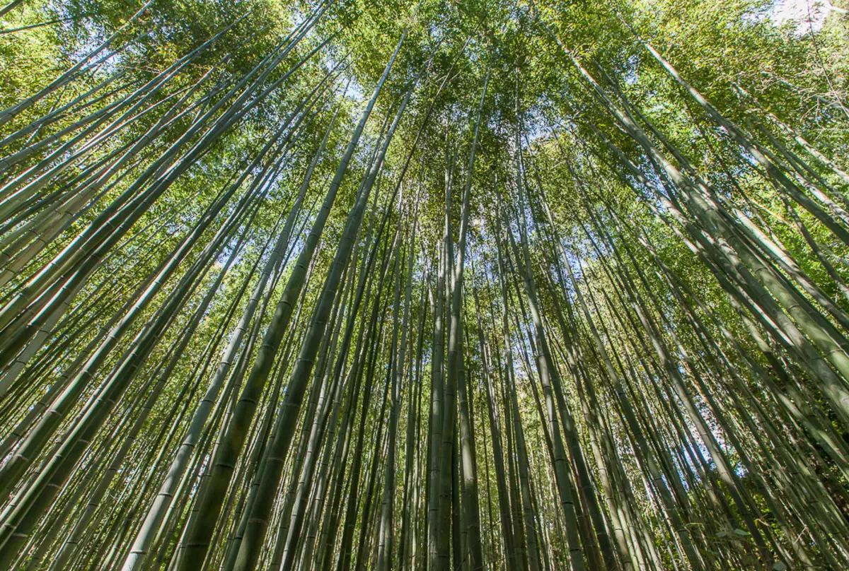 Kyoto. Rừng Tre và Khỉ Công viên 10016_3