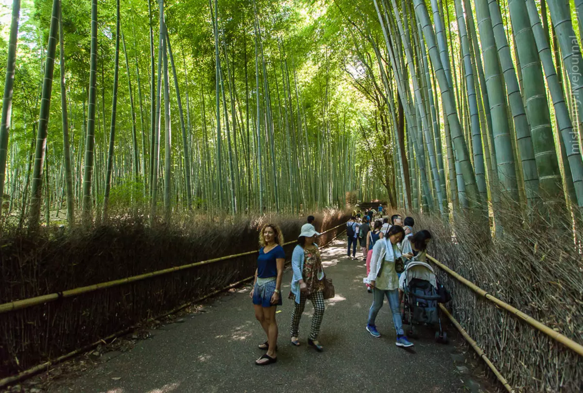 Kyoto. Rừng Tre và Khỉ Công viên 10016_4