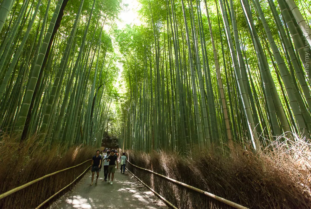 Kyoto. Rừng Tre và Khỉ Công viên 10016_6