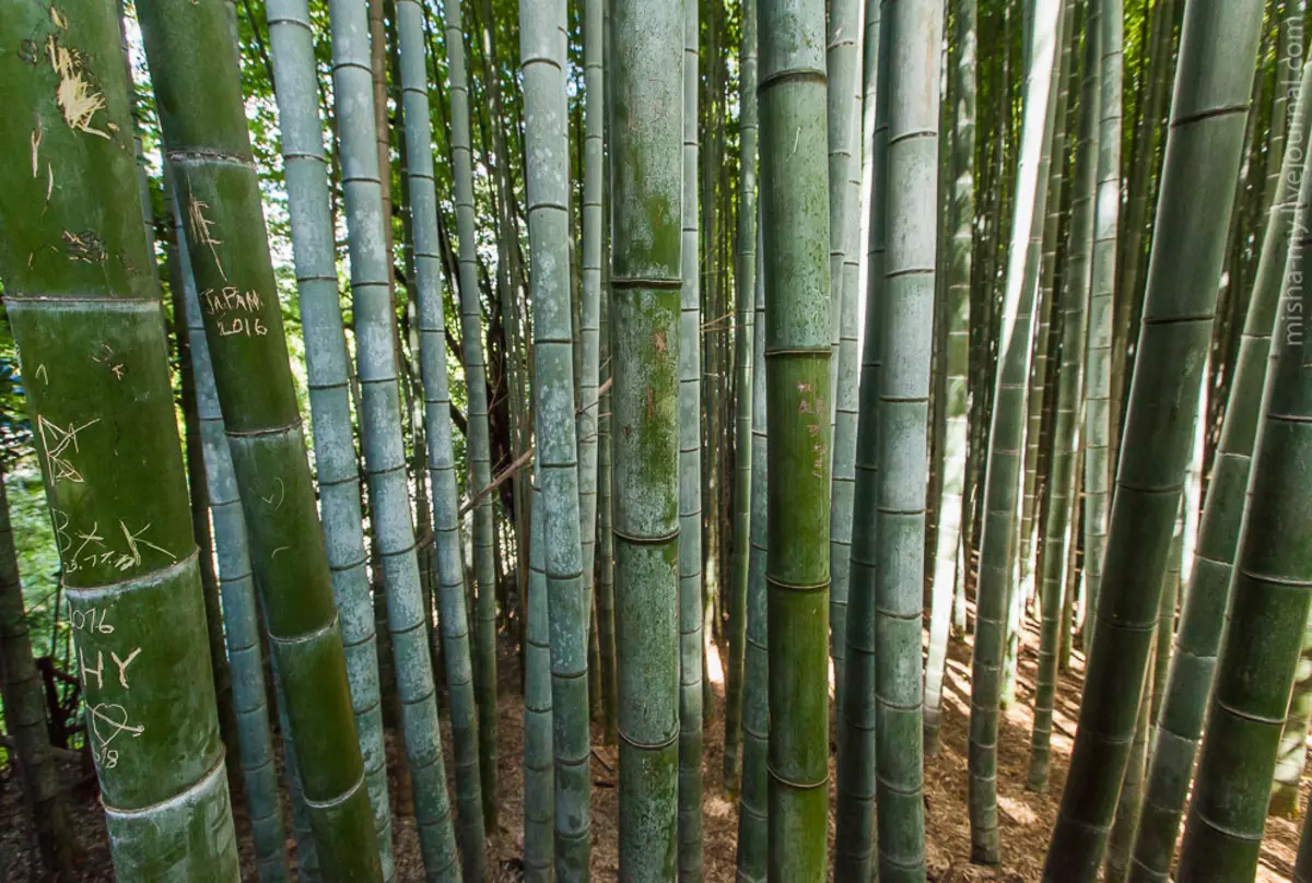 Kyoto. Rừng Tre và Khỉ Công viên 10016_7