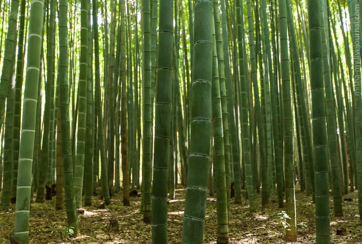 Kyoto. Rừng Tre và Khỉ Công viên 10016_8