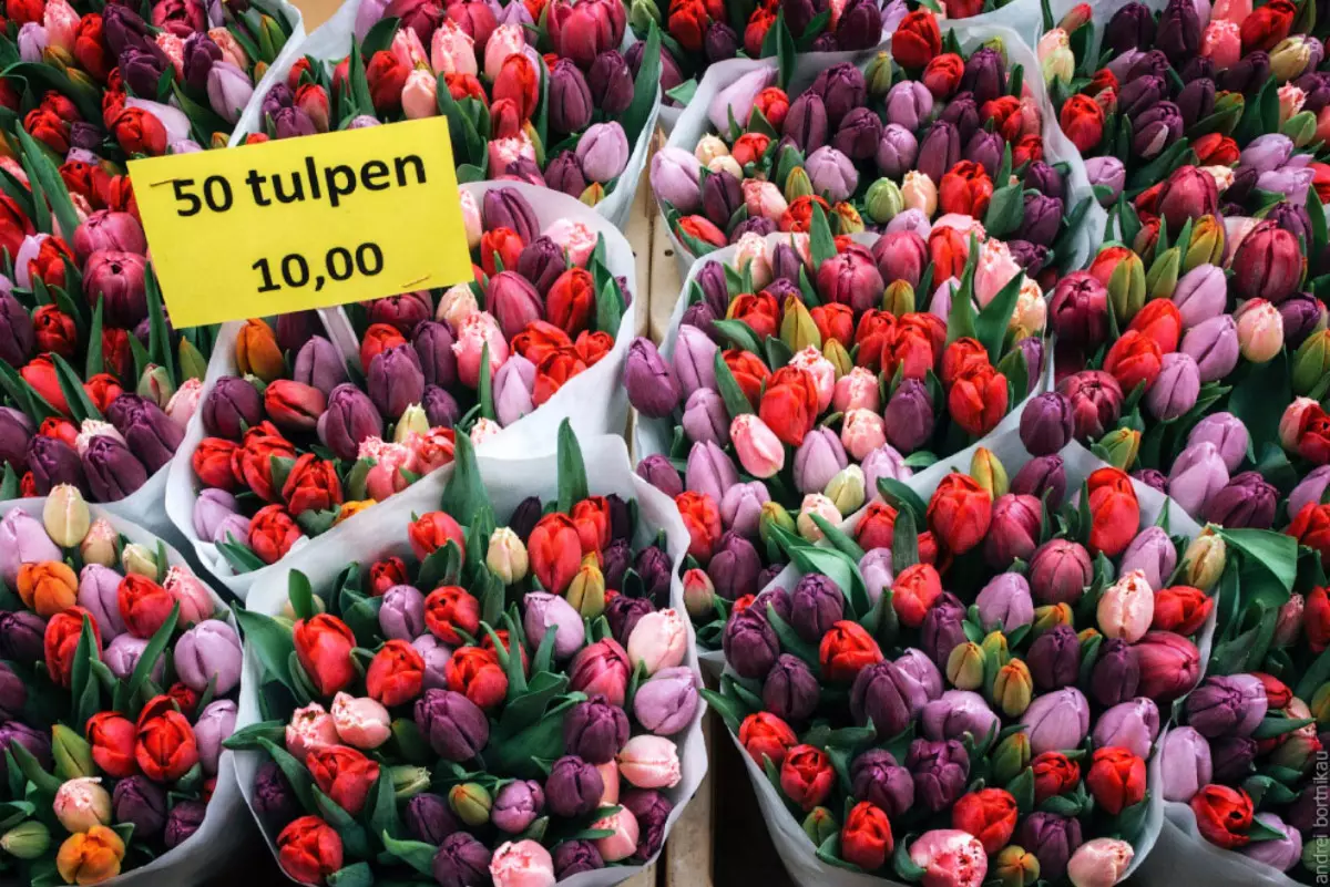 Tulips свежо избрани за продажба на цветниот пазар во Амстердам, Холандија