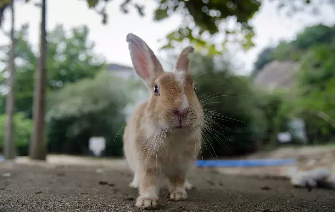 Hare sehlekehleke sa Hare Japane 10201_1