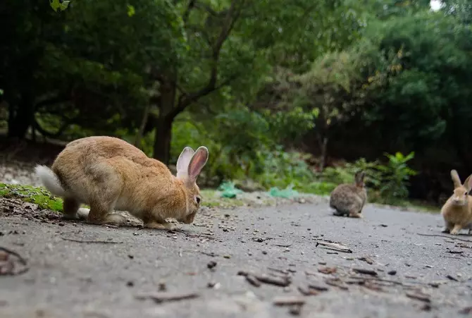 Hare Island a Japan 10201_11