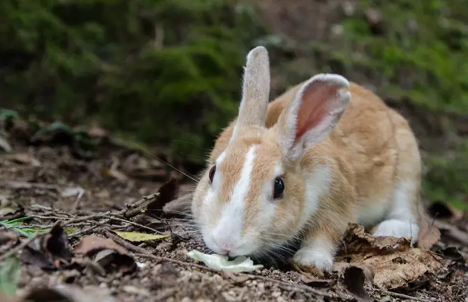 Hare Island di Jepang 10201_12