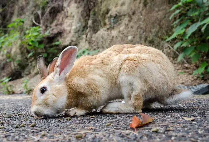 Hare Island in Japan 10201_13