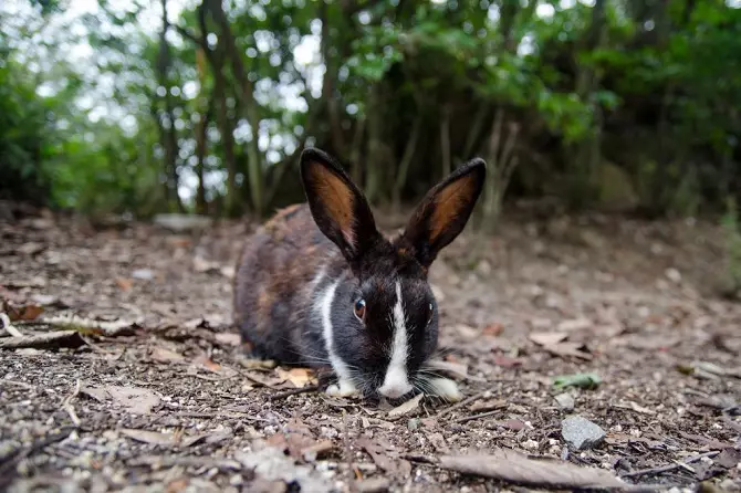 HARE ເກາະໃນປະເທດຍີ່ປຸ່ນ 10201_18