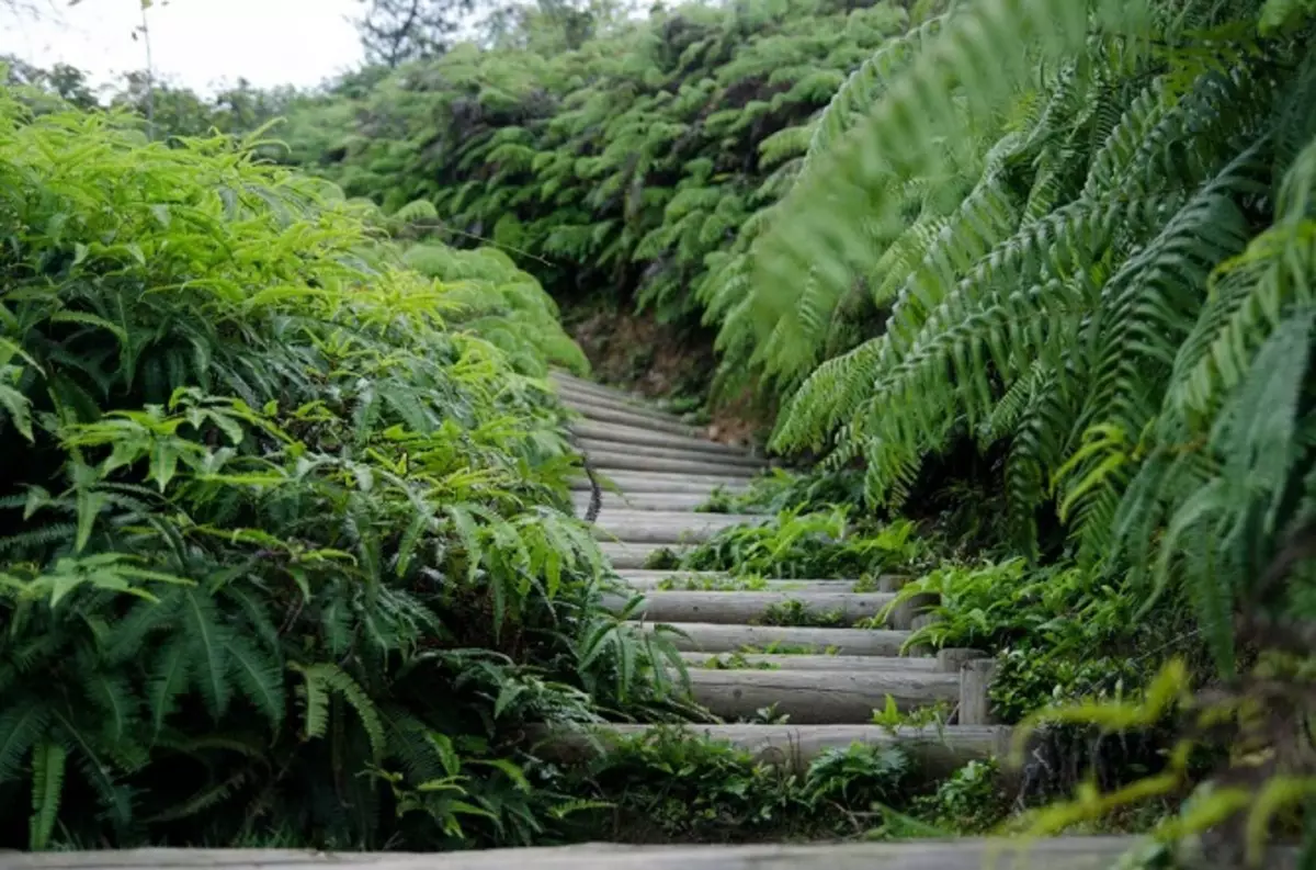 Hare Island di Jepang 10201_19