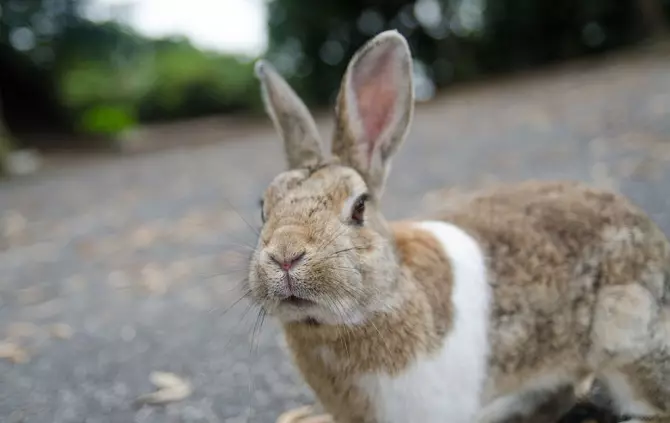 Rabbit Island