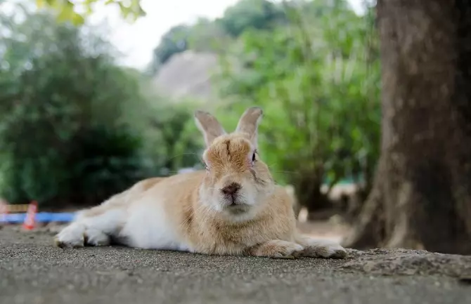 Rabbit Island