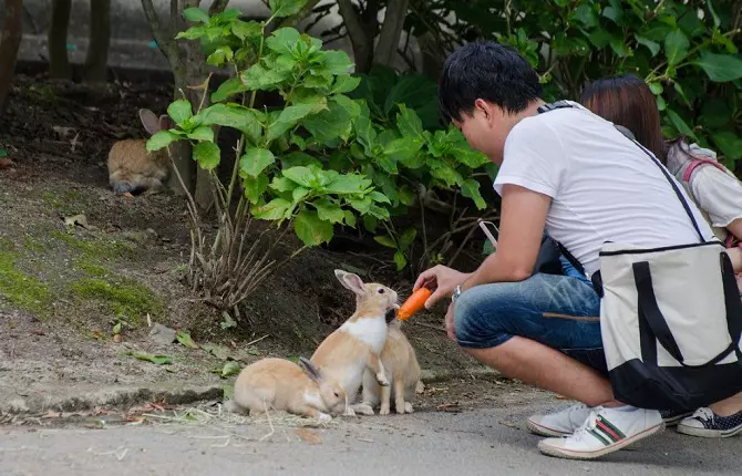 Rabbit Island