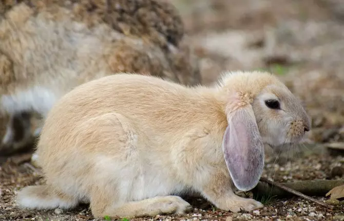 Girava Rabbit