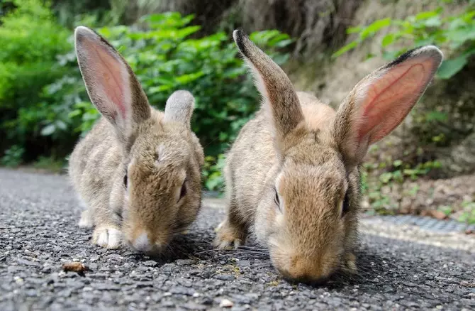 Hare Island di Jepang 10201_7