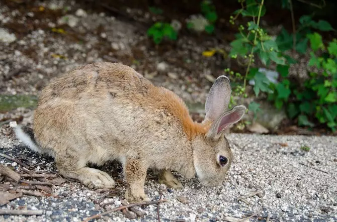 Hare sehlekehleke sa Hare Japane 10201_8