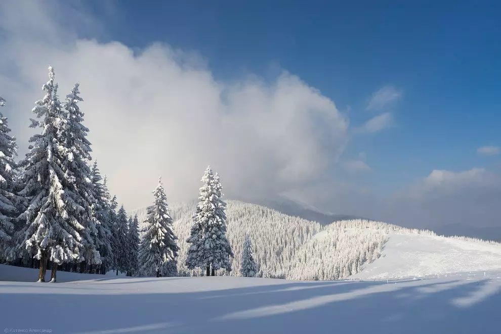 Hiver à gorgana