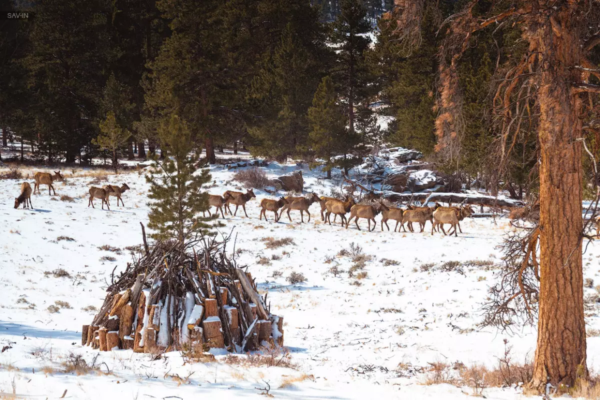 Colorado. Taman Nasional Rocky Mountain