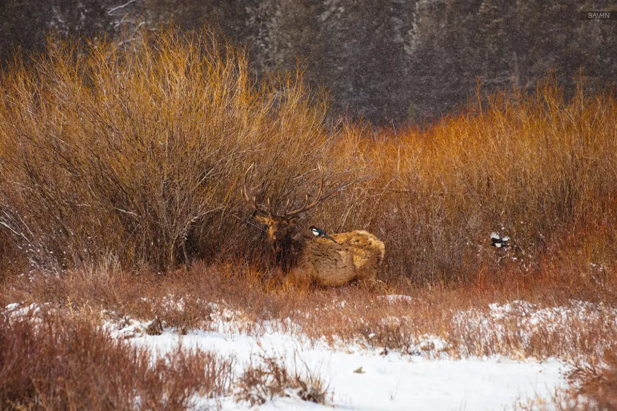 Colorado. Taman Nasional Rocky Mountain