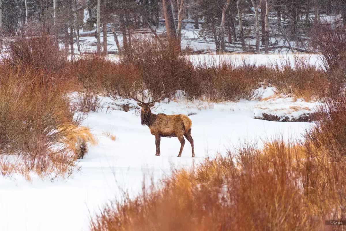 Colorado. Papa Mauga Mountain National Park