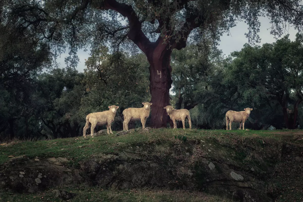 Portugal: Fra Portwine til hovedstaden