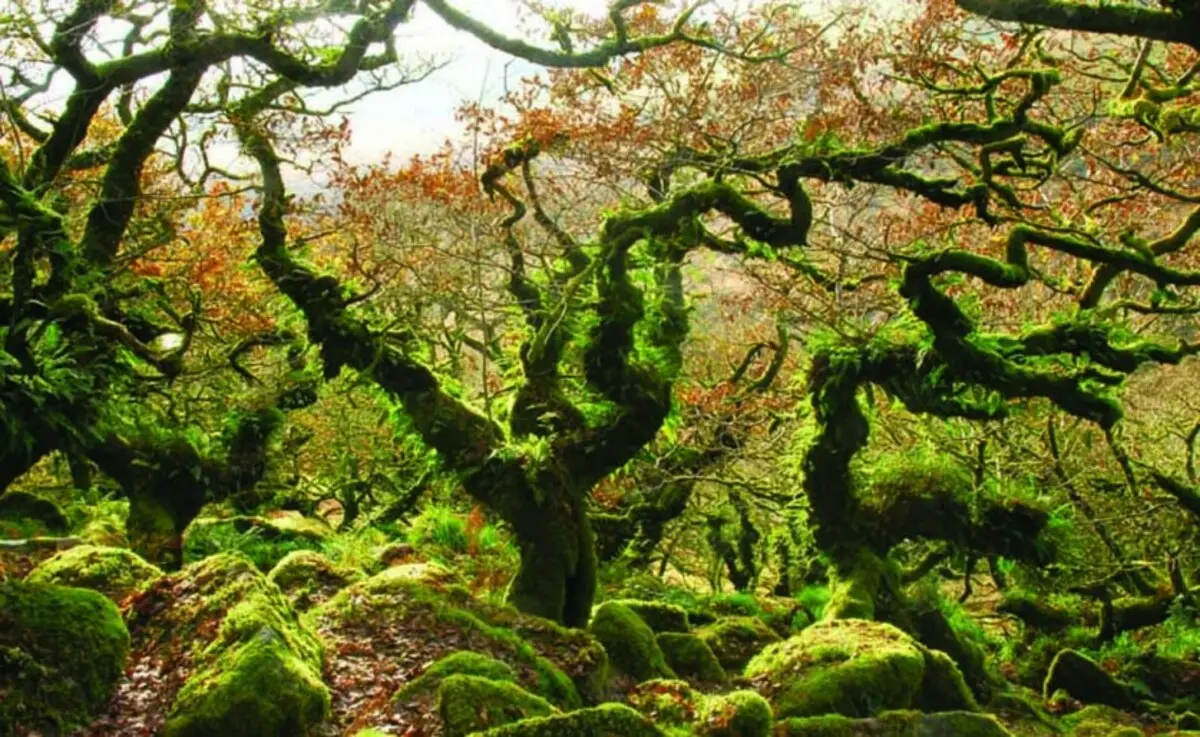 Les forêts les plus fantastiques du monde 10317_1