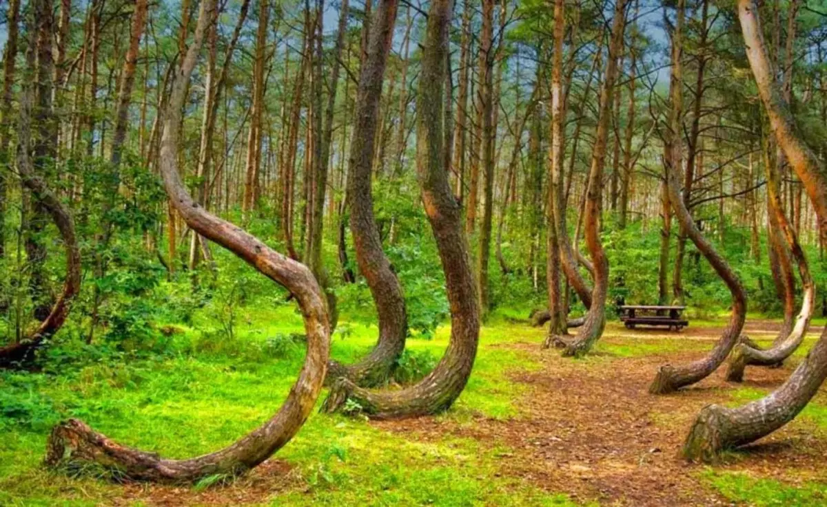 Les forêts les plus fantastiques du monde 10317_2