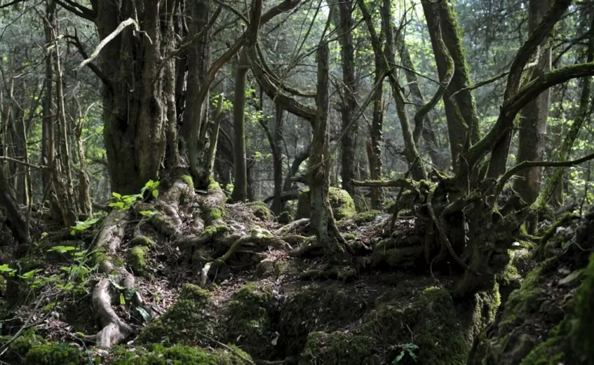 Los bosques más fantásticos del mundo. 10317_3