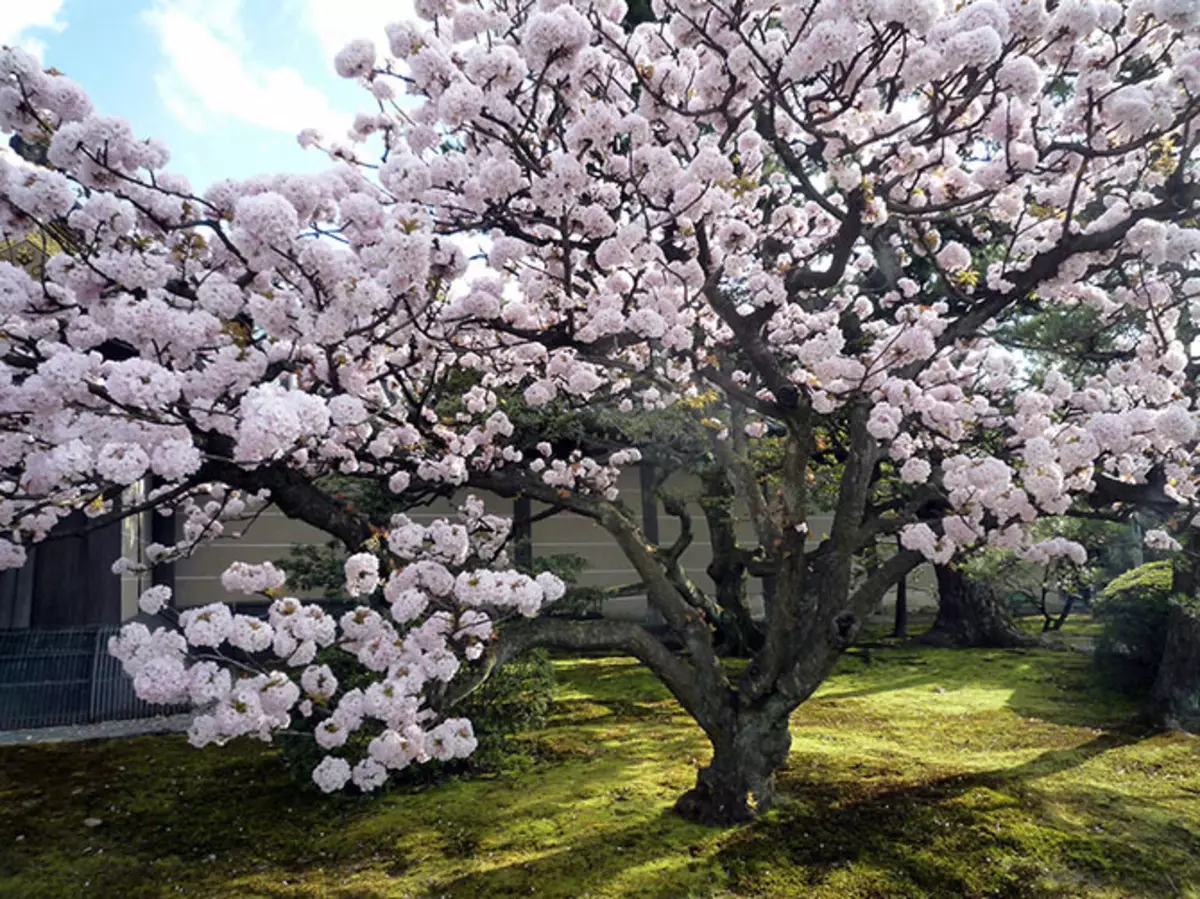 De bedste slotte og templer i Japan 10440_9