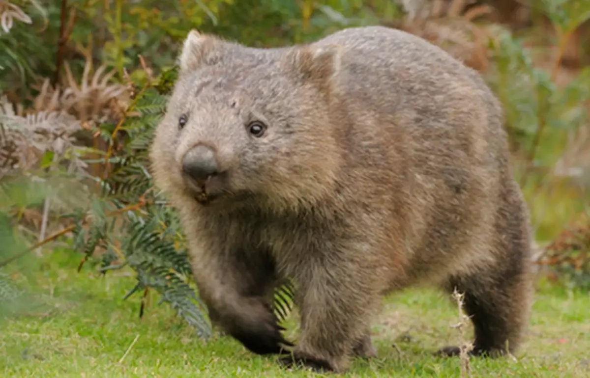 25 geavanceerde feiten over Australië 10494_17