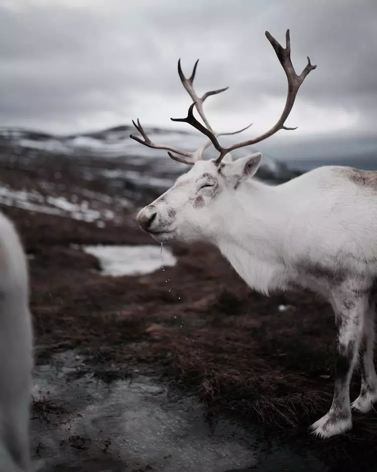 Nature of Scotland in the photographs of a professional photographer 10671_11