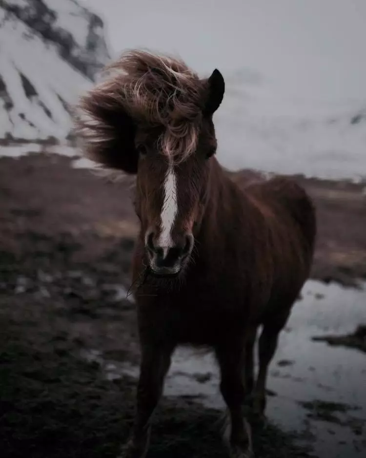 Priroda Škotske na fotografijama profesionalnog fotografa 10671_7