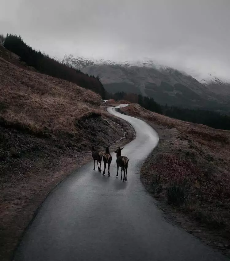 Nature of Scotland in the photographs of a professional photographer 10671_9