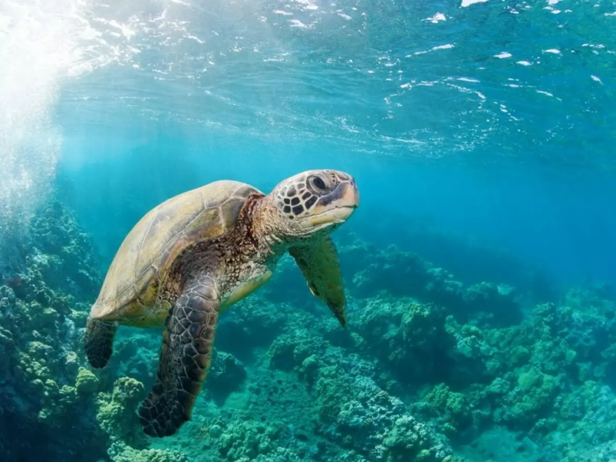 Apa yang harus dilihat dan gantung diri Anda di Kepulauan Hawaii 10743_6