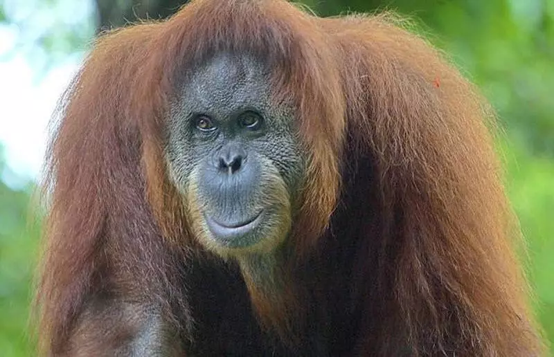 Apa yang dipegang sedikit cacing di rumah di negara-negara yang berbeza di dunia 10804_10