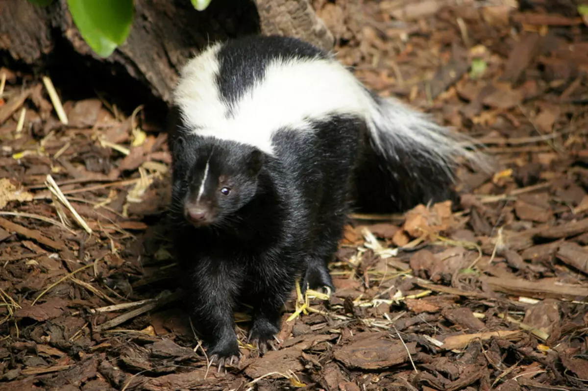 Que poucos gusanos teñen na casa en diferentes países do mundo 10804_2