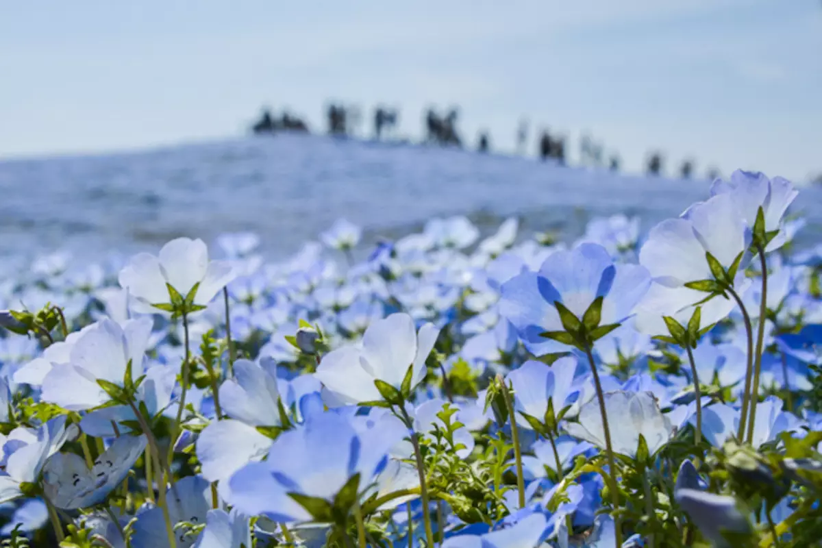 Nephófilo de floração em um parque japonês, atraindo multidões de turistas 10816_11