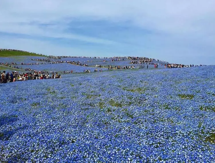 Nephófilo de floração em um parque japonês, atraindo multidões de turistas 10816_13