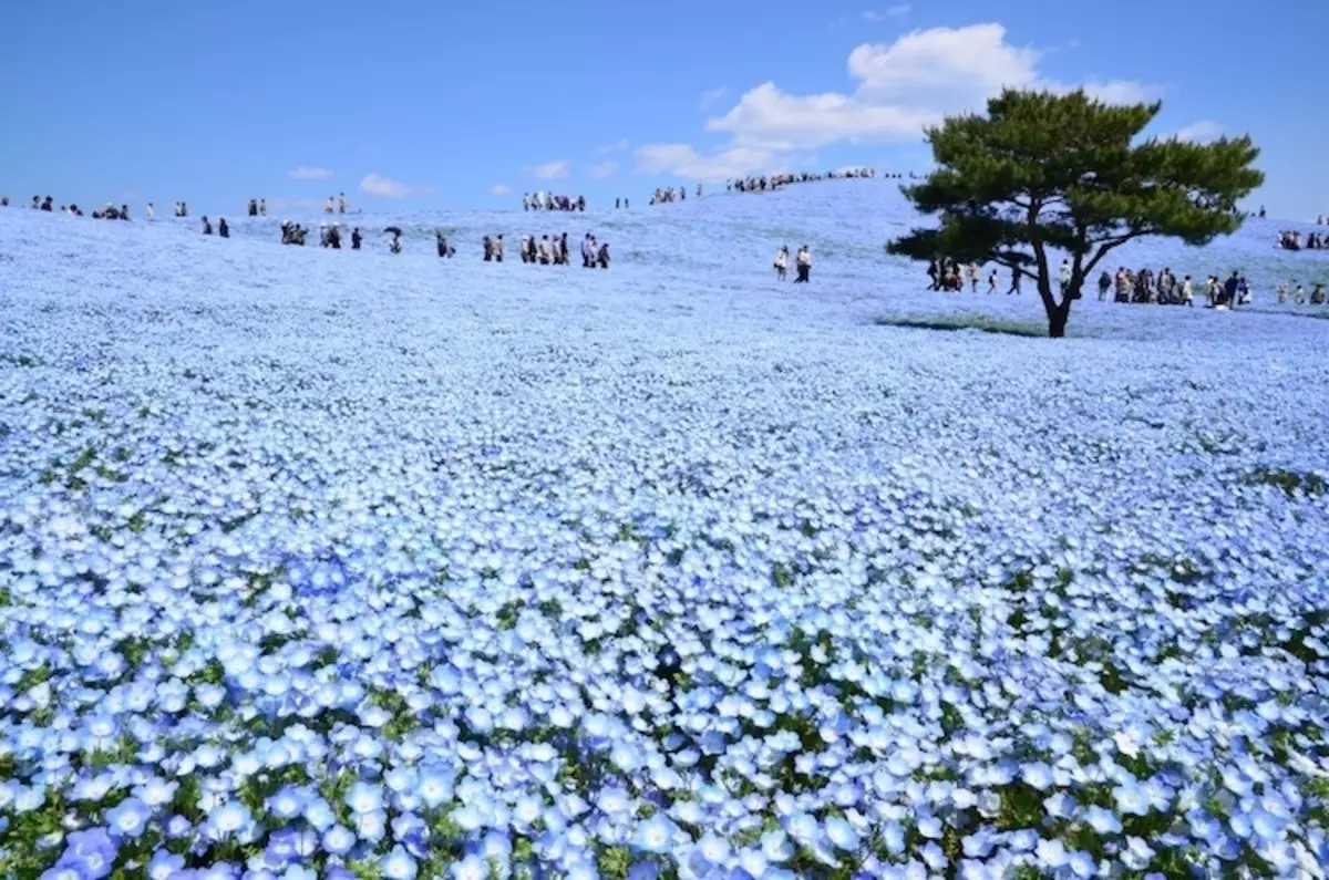 Lulëzuar nefofil në një park japonez, duke tërhequr turma të turistëve 10816_5