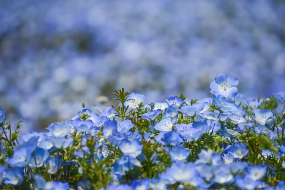 Flowered Nephophile a cikin gidan shakatawa na Jafananci, yana jan hankalin taron masu yawon bude ido 10816_9