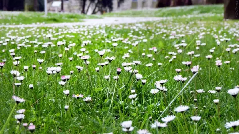 Onde se torna mais pintado com a chegada da primavera 10848_19