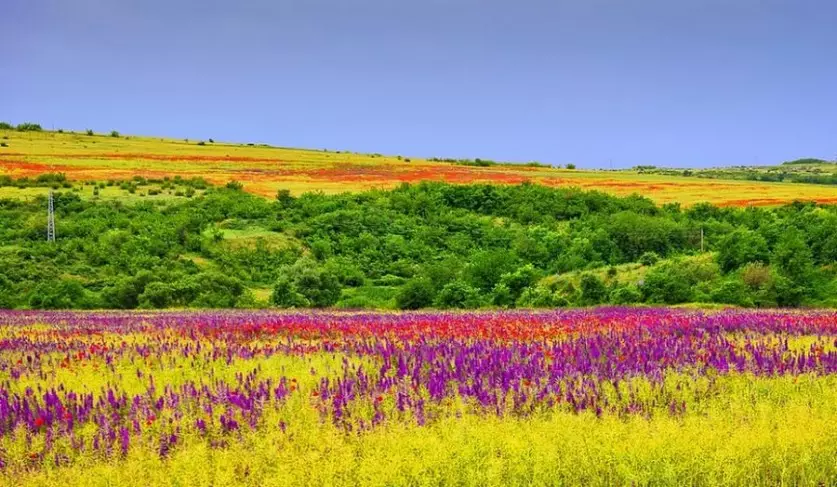 Onde se torna mais pintado com a chegada da primavera 10848_4