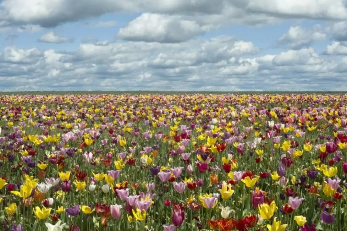 Onde se torna mais pintado com a chegada da primavera 10848_5